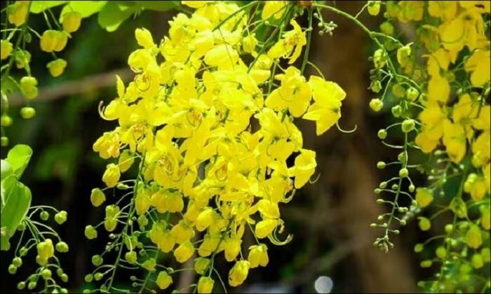 ಬಯಲಿನಲ್ಲಿ ಹುಟ್ಟಿ ಬೆಳೆಯುವ ಸ್ವರ್ಣಪುಷ್ಪದ ಲಾಭವೇನು..? | Here Is The ...