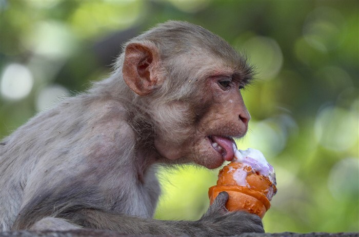 Monkey Ate Ice Cream: ಮಂಗಗಳಿಗೂ ಸೂರ್ಯನ ಕಾಟ: ಐಸ್‌ಕ್ರೀಮ್ ತಿಂದು ಹಾಲು ಕುಡಿದ ...
