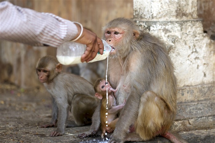 Monkey Ate Ice Cream: ಮಂಗಗಳಿಗೂ ಸೂರ್ಯನ ಕಾಟ: ಐಸ್‌ಕ್ರೀಮ್ ತಿಂದು ಹಾಲು ಕುಡಿದ ...