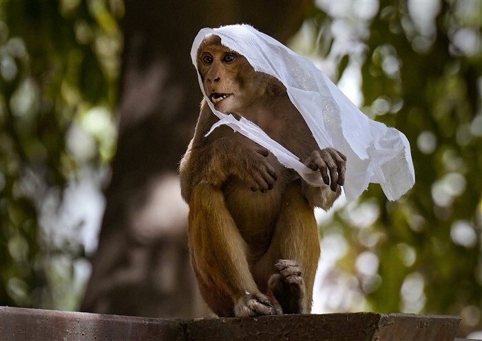 Monkey Ate Ice Cream: ಮಂಗಗಳಿಗೂ ಸೂರ್ಯನ ಕಾಟ: ಐಸ್‌ಕ್ರೀಮ್ ತಿಂದು ಹಾಲು ಕುಡಿದ ...