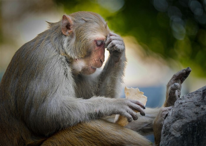 Monkey Ate Ice Cream: ಮಂಗಗಳಿಗೂ ಸೂರ್ಯನ ಕಾಟ: ಐಸ್‌ಕ್ರೀಮ್ ತಿಂದು ಹಾಲು ಕುಡಿದ ...