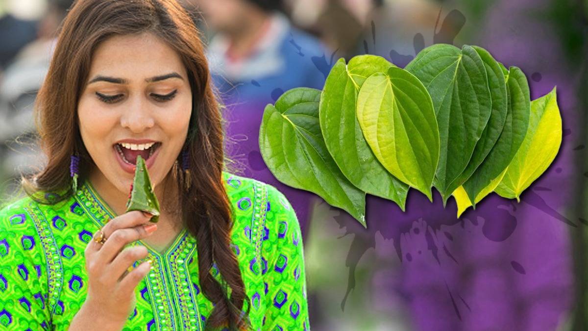 తమలపాకే కదా అని తక్కువ అంచనా వేయోద్దు.. వారంలో రెండు మూడు ఆకులైనా ...