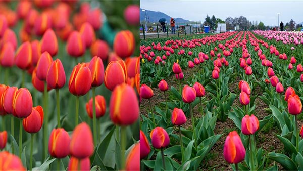 Tulip Flowers In Bloom At Asia's Largest Tulip Garden In Srinagar ...