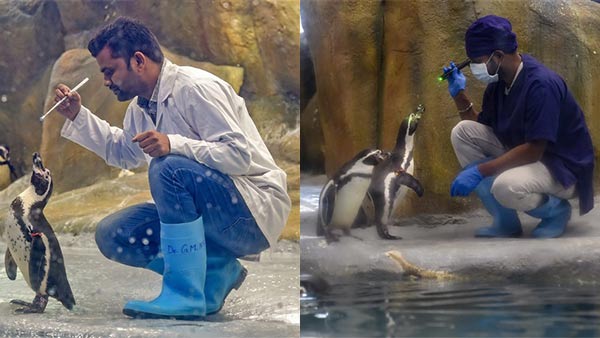 Visit Byculla Zoo This World Penguin Day In Mumbai; See Visuals Here ...