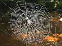 உலகிலேயே மிகப் பெரிய சிலந்தி வலை மடகாஸ்கர் தீவில் கண்டுபிடிப்பு | World ...