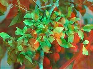 அஸ்வமேதயாகத்தின் பலன் தரும் வில்வம் | Important role of vilvam ...