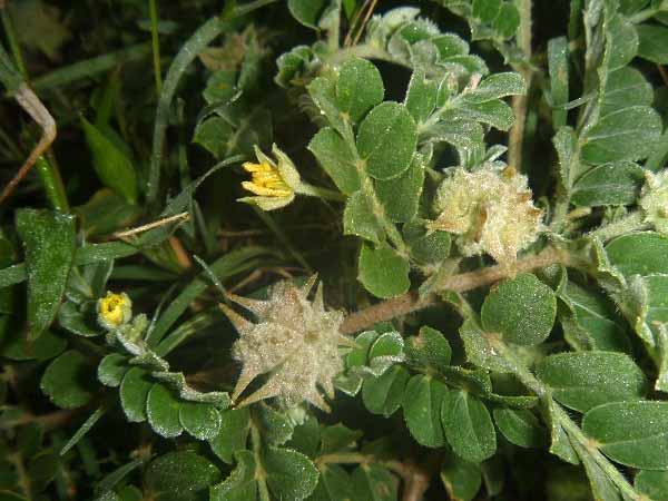 குழந்தை வரம் தரும் நெருஞ்சி | Medicianal benefits of Nerunchi | குழந்தை ...