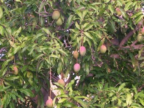 மாம்பழமாம்... மாம்பழம்: சொல்லும்போதே நாக்குல நீர் ஊறுதே! | Mango season ...