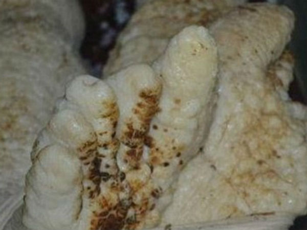 விபத்தில் சிக்கிய பறக்கும் தட்டு: இது தான் வேற்றுகிரகவாசியின் சடலம் ...