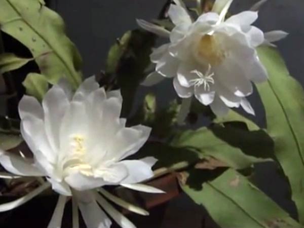 ஆண்டுக்கு ஒருமுறை பூக்கும் “பிரம்ம கமலம்”- பழனியில் நேற்று பூத்துக் ...