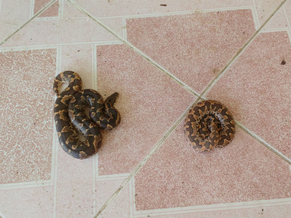 வெள்ளத்தில் வந்த விருந்தாளிகள்... தாம்பரத்தில் ஒரு வீட்டில் சிக்கிய 2 ...