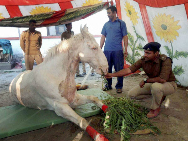 கால் உடைந்த குதிரை சக்திமானுக்கு செயற்கைக் கால் பொருத்தம்... வீடியோ ...