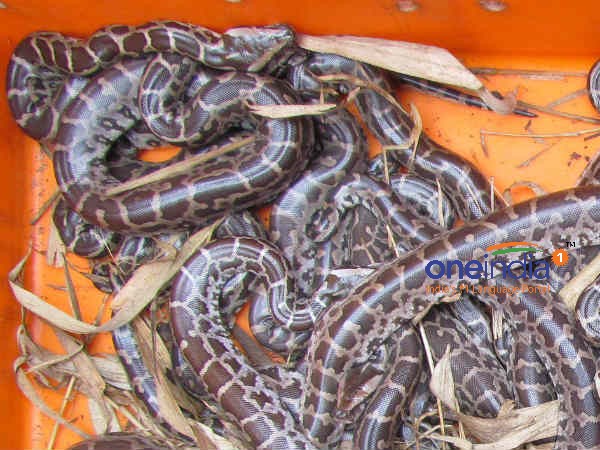 வாவ்.. வாவ்.. எம்புட்டுப் பாம்புக் குட்டி பாருங்க.. எல்லாம் நம்ம ...