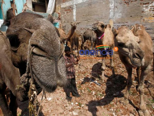 பக்ரீத் பண்டிகைக்கு ஒட்டகம் வெட்ட தடை... சென்னையில் தமுமுக ஆர்ப்பாட்டம் ...