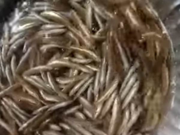 நீங்க அயிரை மீன் குழம்பை உச்சு கொட்டி சாப்பிடுபவரா... உஷார் ...