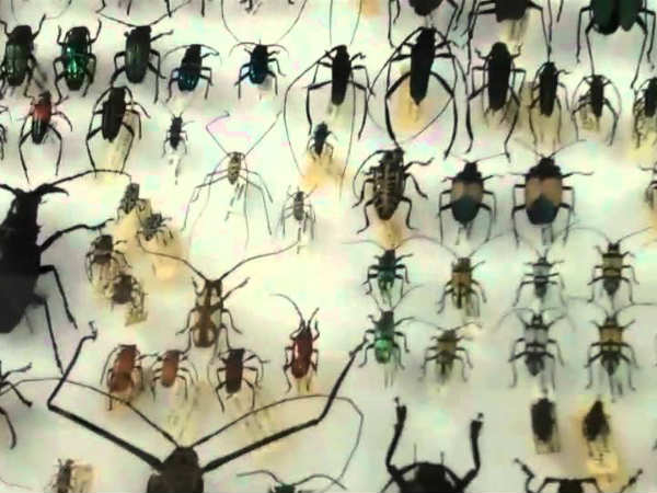 நாட்டின் மிகப்பெரிய பூச்சி அருங்காட்சியகம்... கோவையில் திறந்து வைத்தார் ...