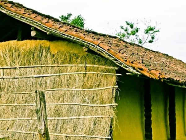 லிவிங் டூ கெதர், கோயிங் ஸ்டடி... நாகரீகம்னா 'முரியா' பழங்குடிகளின் 'இதை ...