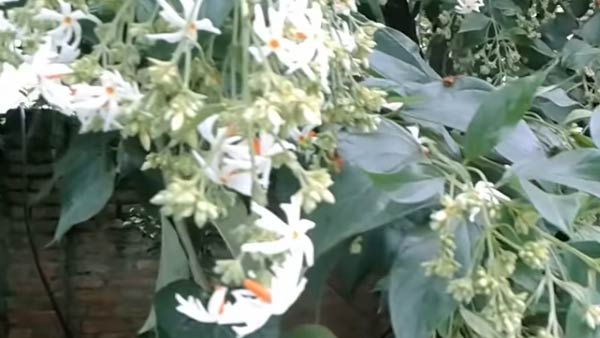 திருமாலுக்கு பிரியமான பாரிஜாதம் | Tree of sorrow | சுகந்தம் தரும் ...