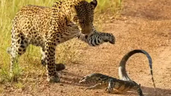 சிறுத்தையுடன் கடுமையாக சண்டை போடும் உடும்பு... யார் ஜெயிச்சதுன்னு ...