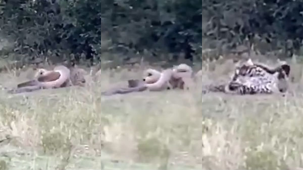 ஆக்ரோசமாக தாக்கிய மலைப்பாம்பு.. சீறிய சிறுத்தை.. கடும் சண்டை ...