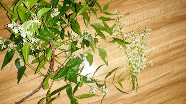 கொரோனாவை வீழ்த்தும் வேப்பம்பூ - தமிழ் புத்தாண்டு நாளில் வேப்பம்பூ ரசம் ...