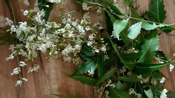 கொரோனாவை வீழ்த்தும் வேப்பம்பூ - தமிழ் புத்தாண்டு நாளில் வேப்பம்பூ ரசம் ...