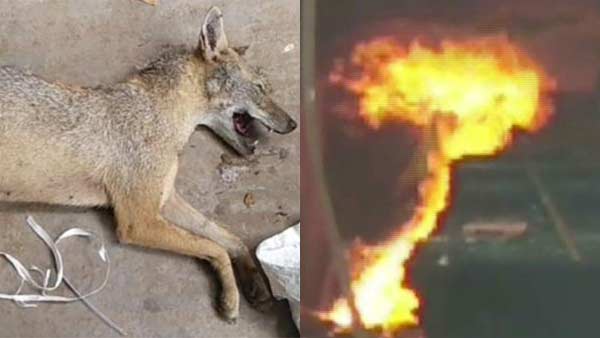 என்ன கொடுமை பாருங்க.. மட்டனில் வெடிகுண்டு.. சிதறி வெடித்து வாய் ...