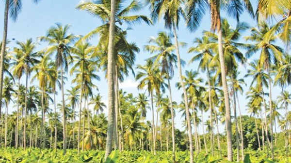 தென்னை மரத்தின் மீது பிரஸ்மீட்.. சரசரவெனெ ஏறி விட்டு இறங்கத் தெரியாமல் ...