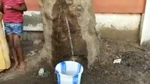 வாகை மரத்திலிருந்து குடம் குடமாக கொட்டிய தண்ணீர்.. ஆச்சரியப்பட்ட மக்கள் ...