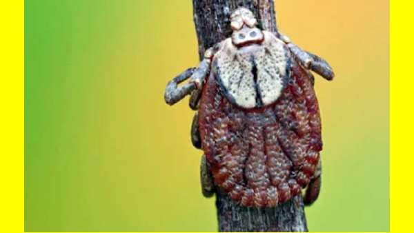 நடுநடுங்க செய்யும் "மர்ம நோய்".. இதுதான் அறிகுறிகள்.. அசாம், உ.பி.யில் ...