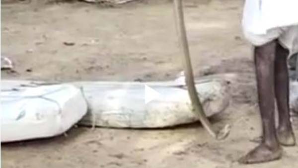 கர்நாடகாவில் 300 பாம்புகளை பிடித்தவர் பலி.. 301வது பாம்பை அஜாக்கிரதையாக ...