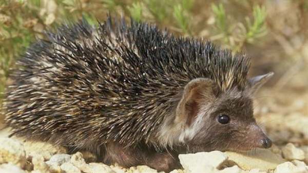 உடம்பு பூரா முள்ளு.. கோடை காலத்தில் மட்டுமே தூங்கும்.. மருத்துவ ...