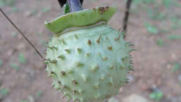 கஷ்டங்களில் சிக்கியவர்களுக்கு கை கொடுக்கும் தீபம்.. இதை ஏற்றினால் வறுமை ...