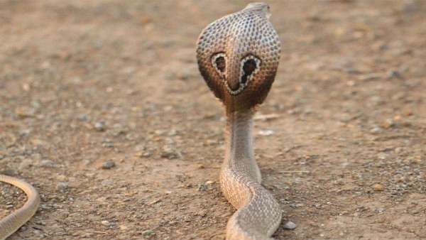 பழிக்குப் பழி?.. பாம்புக்கும் வாழ உரிமை உண்டு.. இன்று உலக பாம்புகள் ...