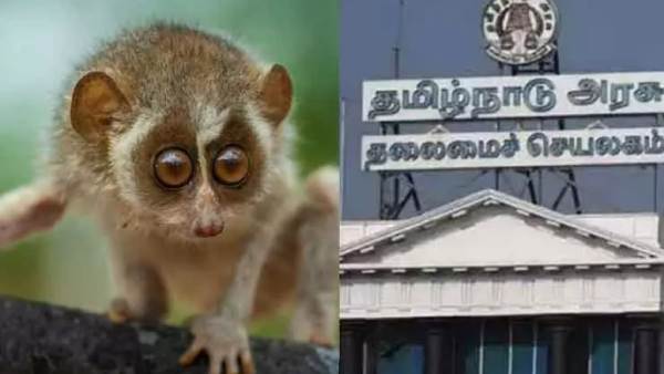 இந்தியாவின் முதல் தேவாங்கு சரணாலயம்.. அழிந்து வரும் இனத்தை காக்க தமிழக ...