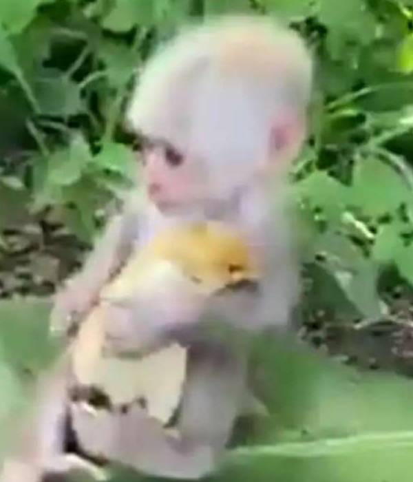 தாயில்லாத கோழிகள்! சகோதரனாக மாறிய 'பாசக்கார' குட்டிக்குரங்கு.. இந்த ...