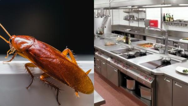 20 கரப்பான் பூச்சிகள்.. ரூ.22 லட்சம் செலவு.. நூதன முறையில் பழிக்கு பழி ...