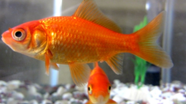 இதெல்லாம் ரொம்ப ஓவர்.. ஒரேயொரு தங்க மீனுக்கு ரூ.12 ஆயிரம் வாடகையாம் ...