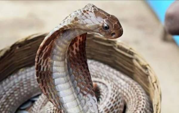 கனவில் பாம்பு வந்தால் நல்லதா கெட்டதா? என்னென்ன பலன்கள் பரிகாரங்கள் ...