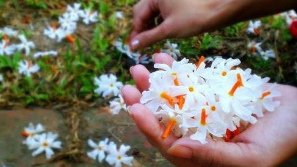 பாரிஜாத பூவே..அந்த தேவலோக பூவே..இரவில் மலர்ந்து காலையில் உதிரும் ...