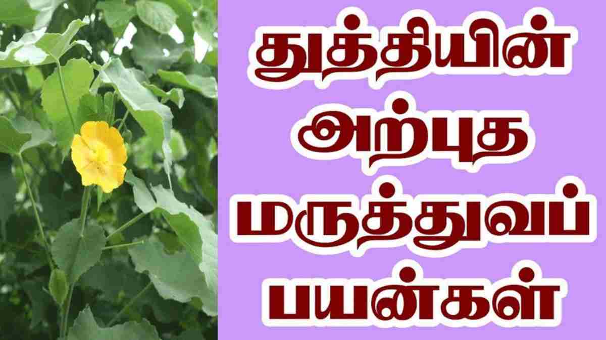 உடல் வெப்பம்..குறையும் விந்தணு உற்பத்தி..அற்புத மூலிகை இருக்க ஆண்மை ...