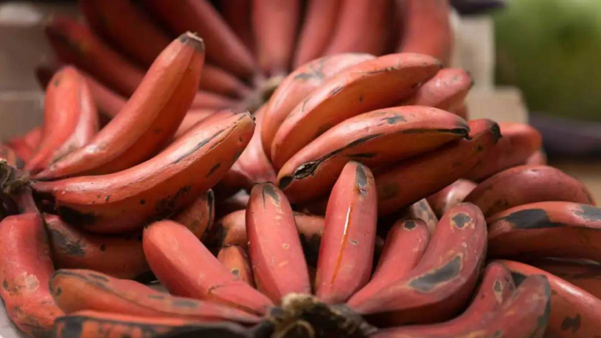 செவ்வாழை சாப்பிடுவதால் கிடைக்கும் நன்மைகள்.. ஆண்மை அதிகரிக்குமாம் ...