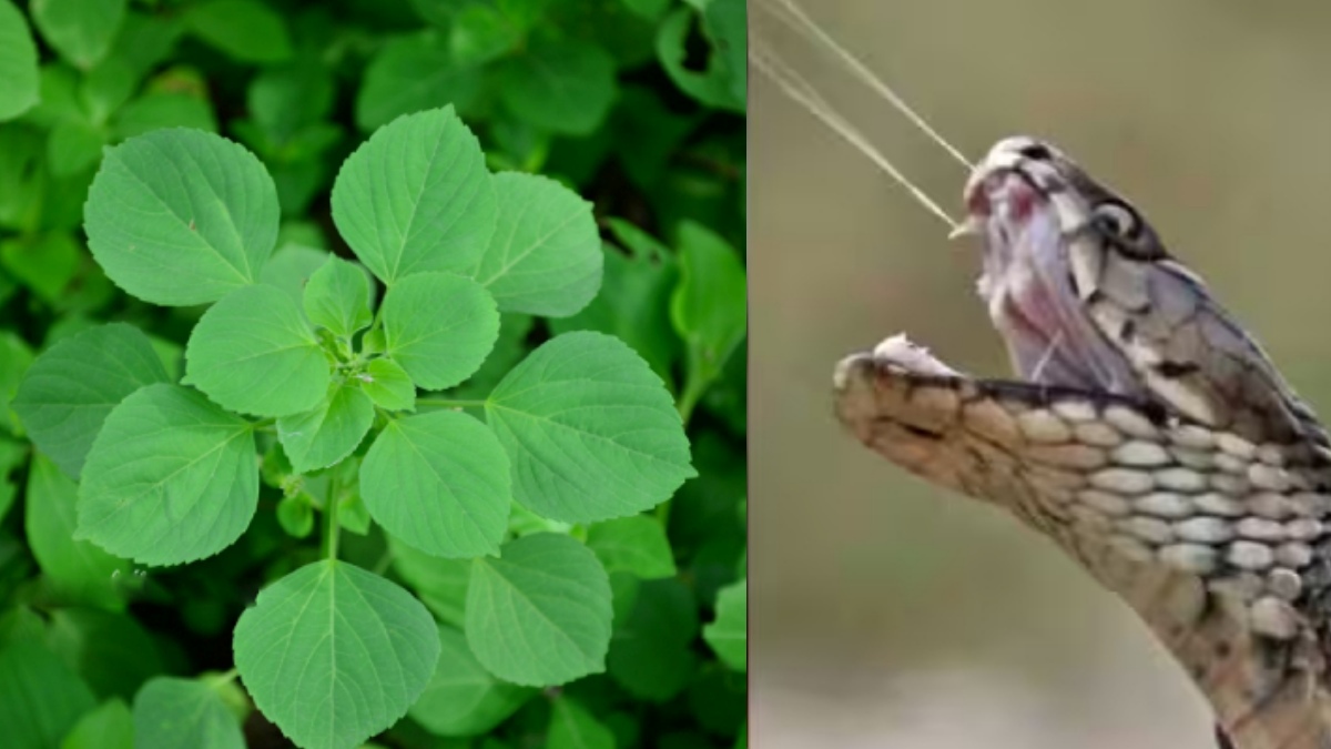 வளர்வது குப்பையில்! பயன்களோ கோபுரத்தை விட பெரிசு! பாம்பு விஷத்தையே ...