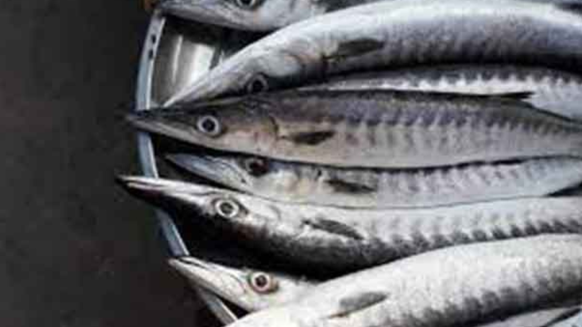 ஷீலா மீன்.. வியப்பா இருக்கே.. "சீலா மீன்" சாப்பிட்டா வெயிட் குறையுதா ...