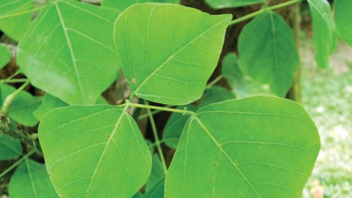 கல்யாண முருங்கை.. "சக்களத்தி"யின் ஆச்சரியங்கள்.. நாலஞ்சு இலையே போதும் ...