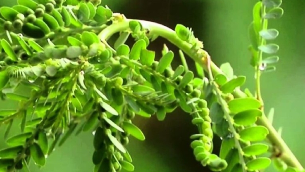 குட்டி குட்டி "இலை".. கல்லீரலின் காவலன்.. ஆயுளை கூட்டும் சீக்ரெட் ...