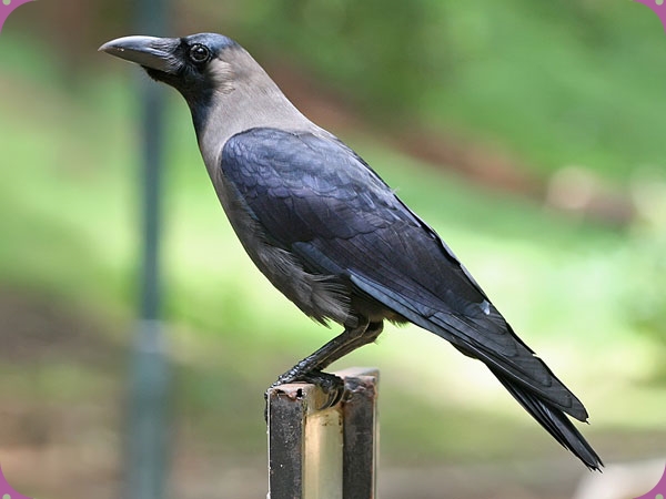 சகுனங்களும் பலன்களும்.. காகம் தலையில் தட்டுதே.. காரிய தடை வருமோ ...