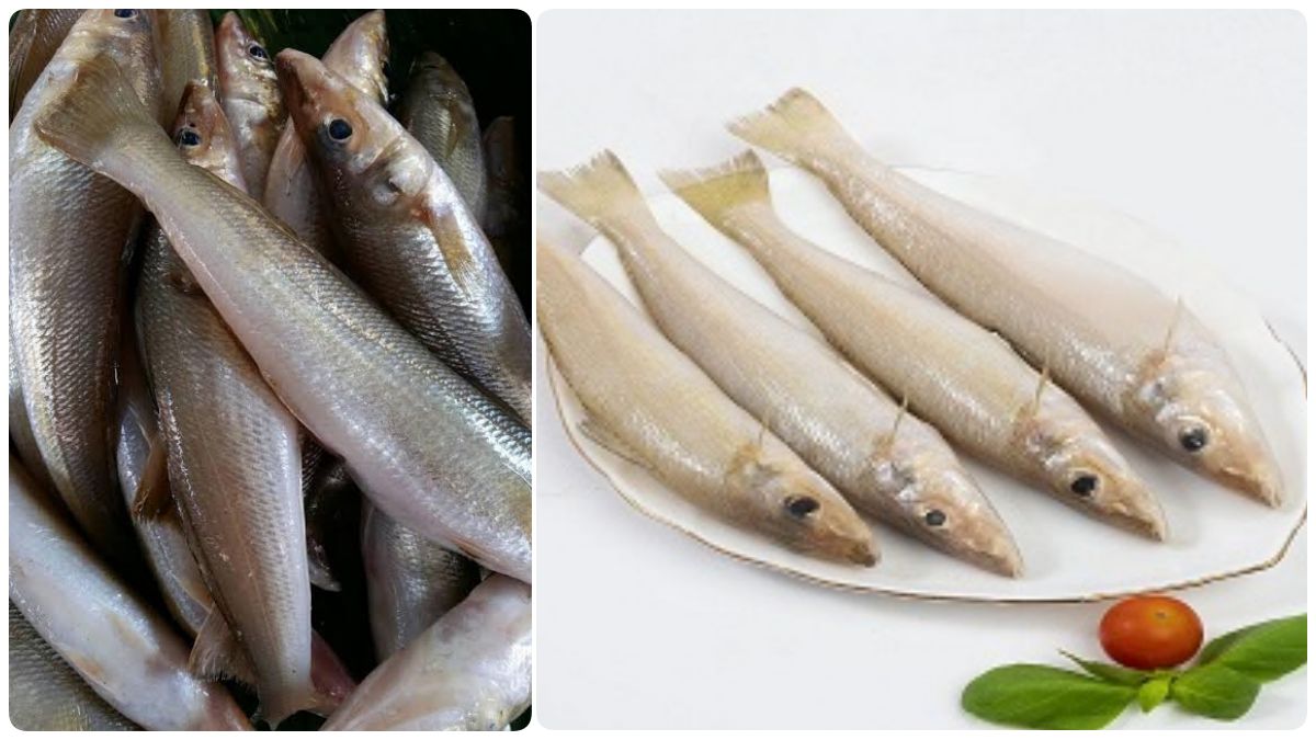 "கிழங்கான் மீன்" செய்றீங்களா.. கிழங்கான் செய்யும் நன்மைகள்.. மூலநோய் ...