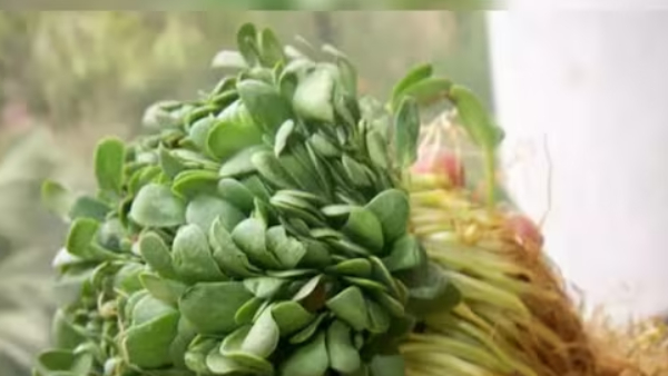 வெந்தயக்கீரை.. மளமளன்னு உடல் சதை கரையணுமா? சர்க்கரை நோயாளிகள் ...