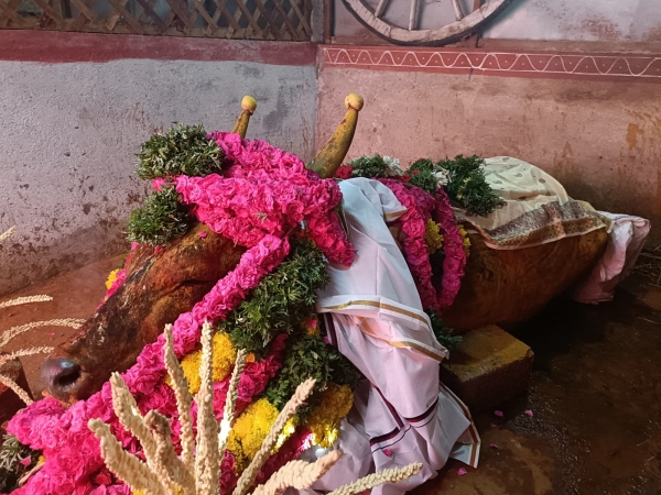 ஜல்லிக்கட்டு காளை ராமு மறைவு.. கரகாட்டம், ஒப்பாரியோடு இறுதி அஞ்சலி.! மதுரையில் நெகிழ்ச்சி ...